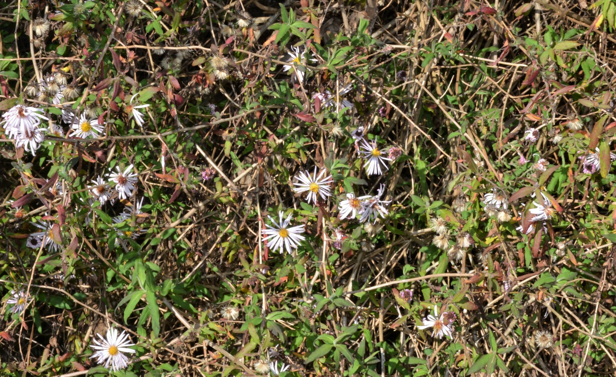 Ampelaster carolinianus (Walter) G.L.Nesom