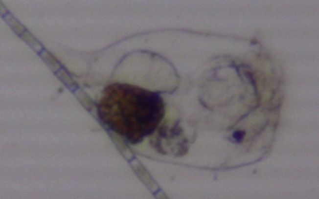 Asplanchnopus from West Meadowbrook, Fort Worth, TX, USA on January 06 ...