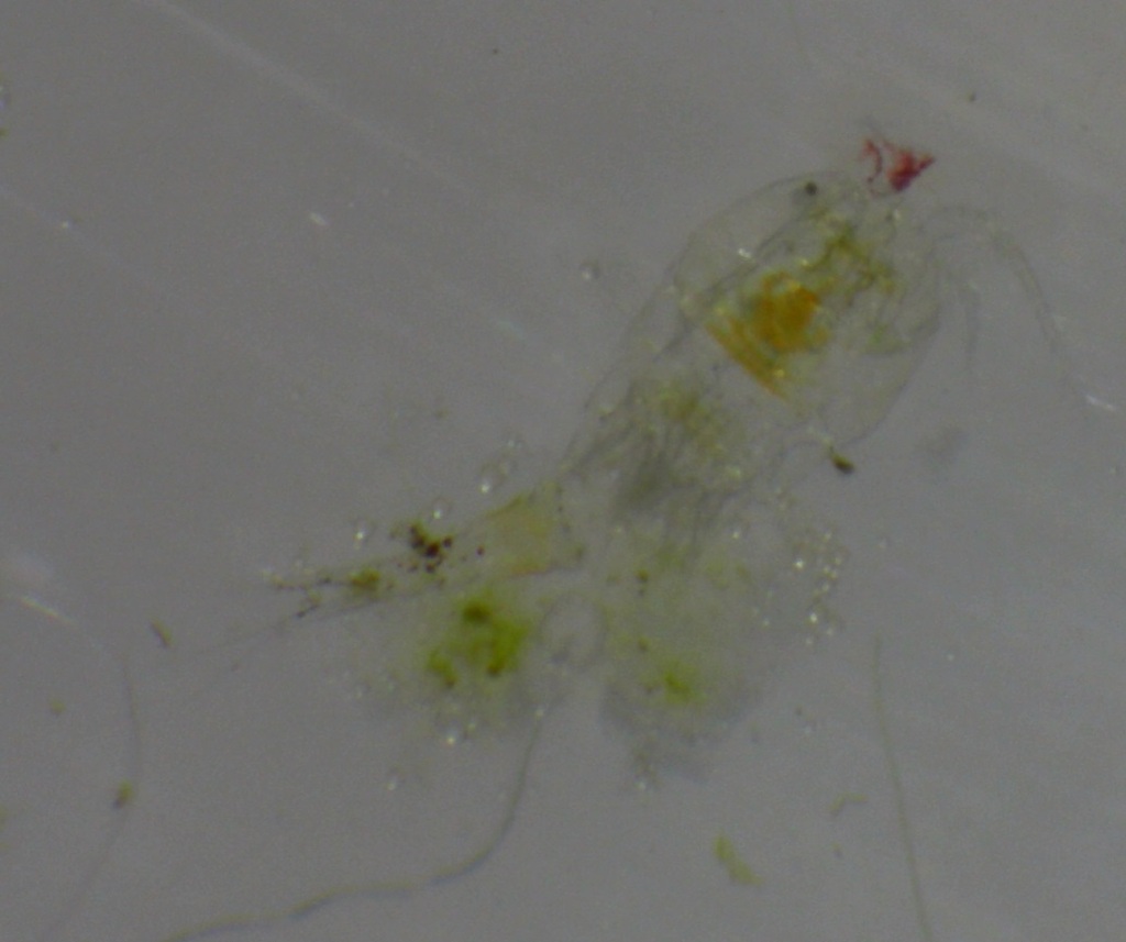 Cyclopidae from West Meadowbrook, Fort Worth, TX, USA on January 6 ...