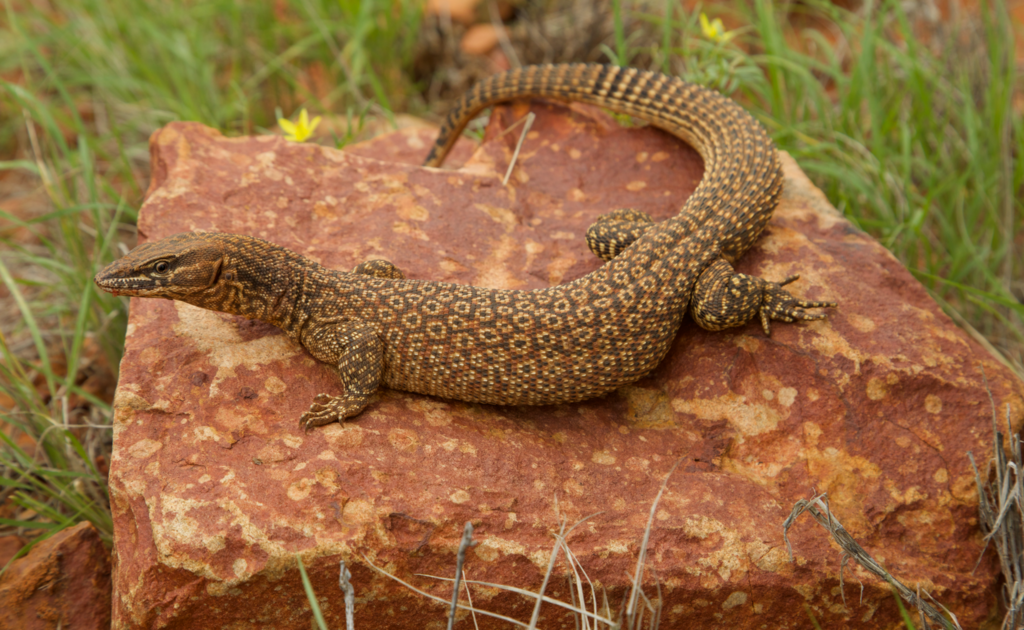 Ridge-tailed Monitor from Pamayu NT 0862, Australia on January 6, 2023 ...