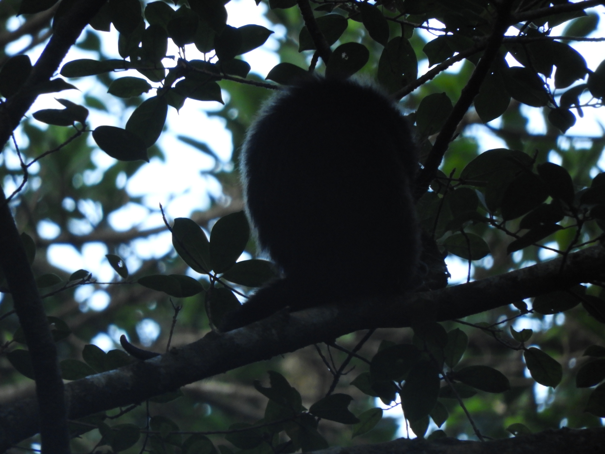 Sphiggurus mexicanus (Kerr, 1792)