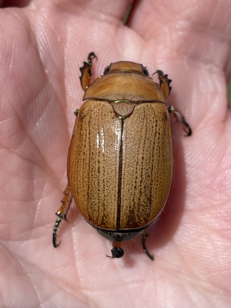 Emerald Tip Beetle from Australian National University, Acton, ACT, AU ...