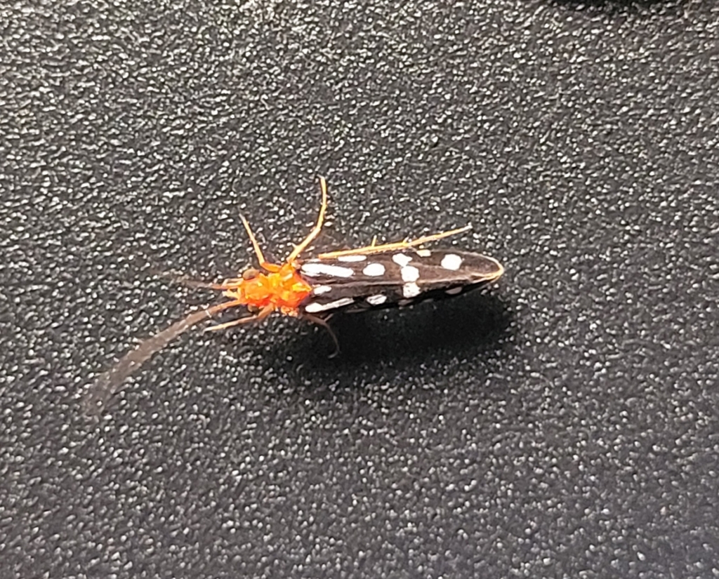 Insects from La Torre, Lares 00669, Puerto Rico on January 9, 2023 at ...