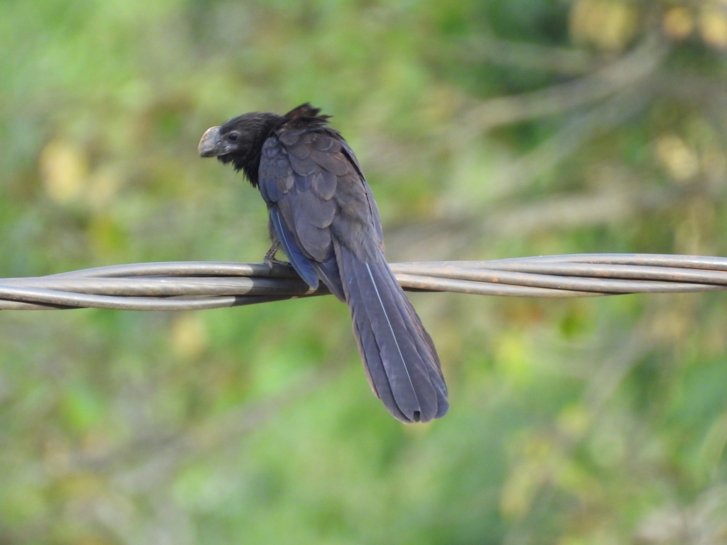 Crotophaga ani Linnaeus, 1758