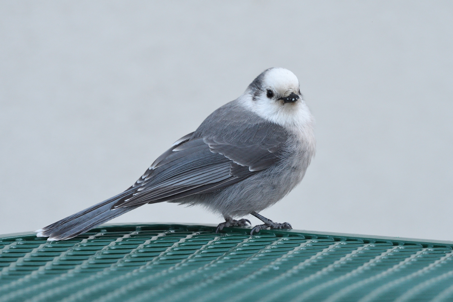 Perisoreus canadensis (Linnaeus, 1766)