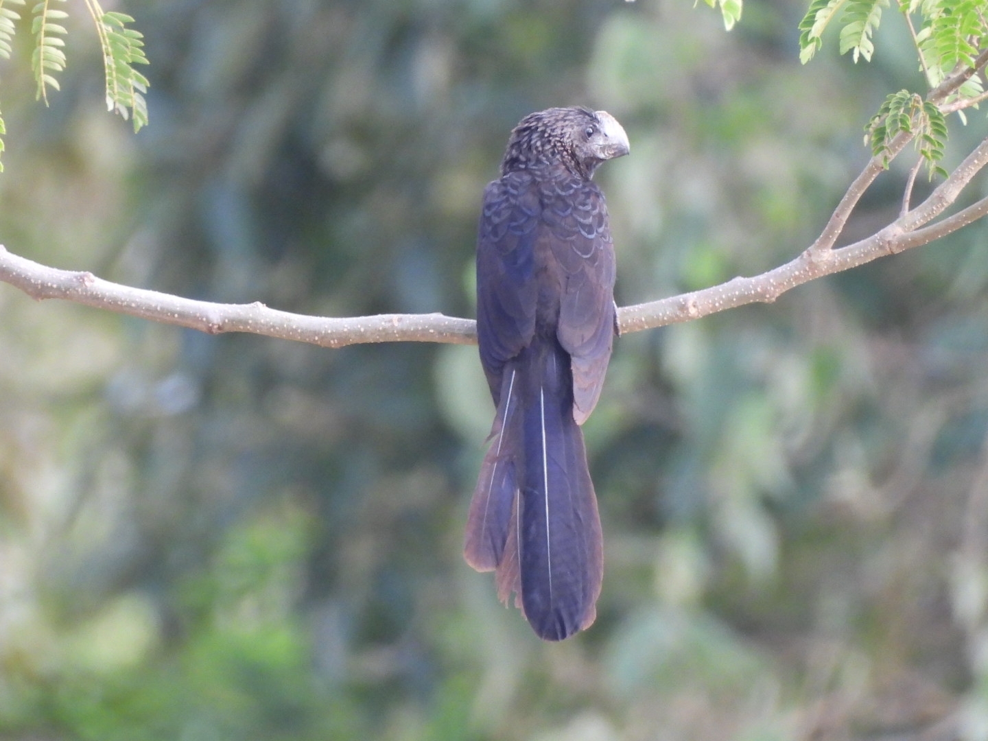 Crotophaga ani Linnaeus, 1758