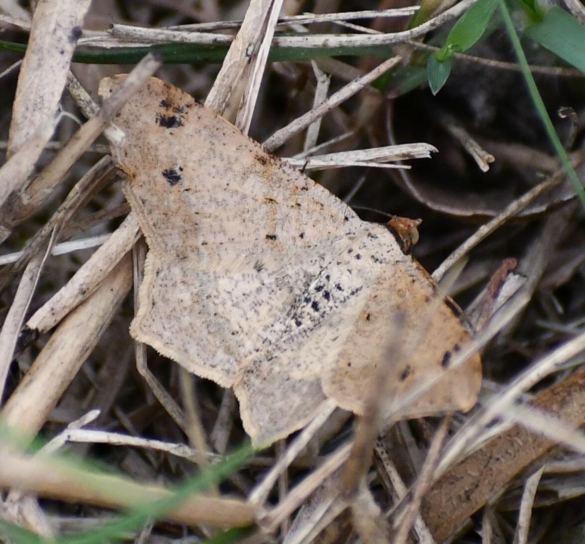 Macaria abydata Guenée