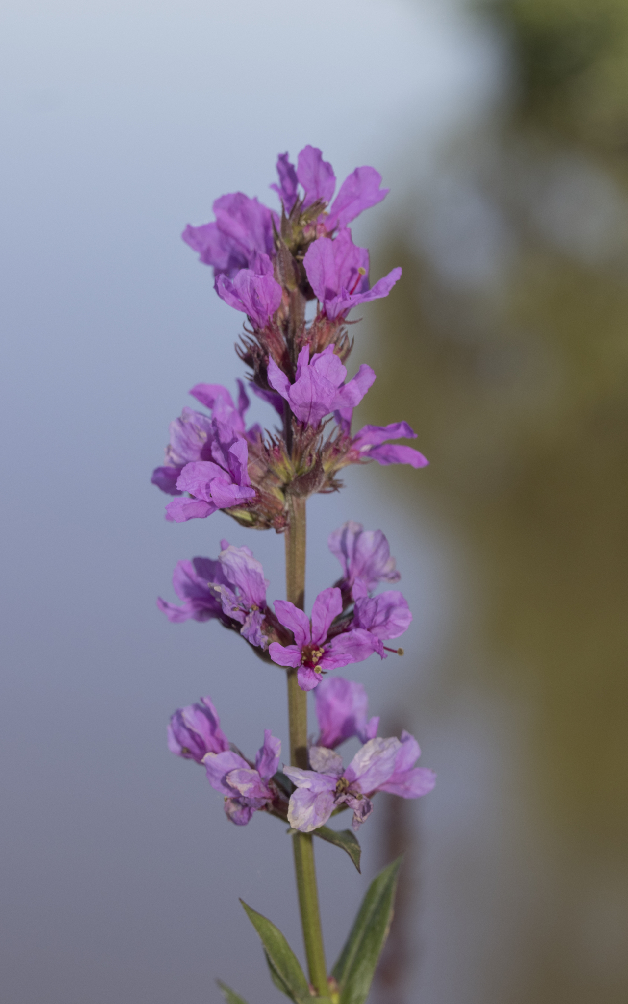 Lythrum salicaria L.