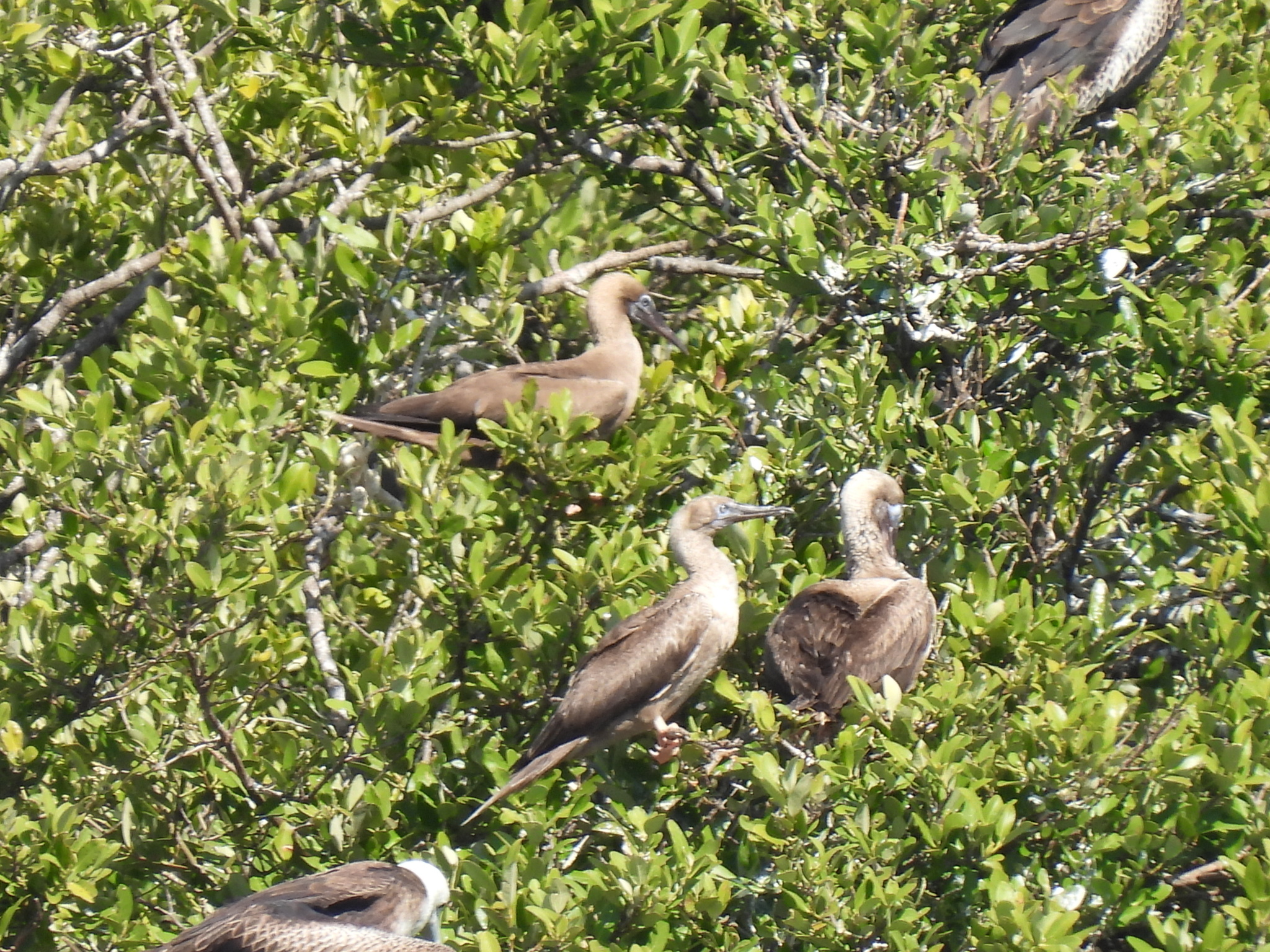 Sula sula (Linnaeus, 1766)