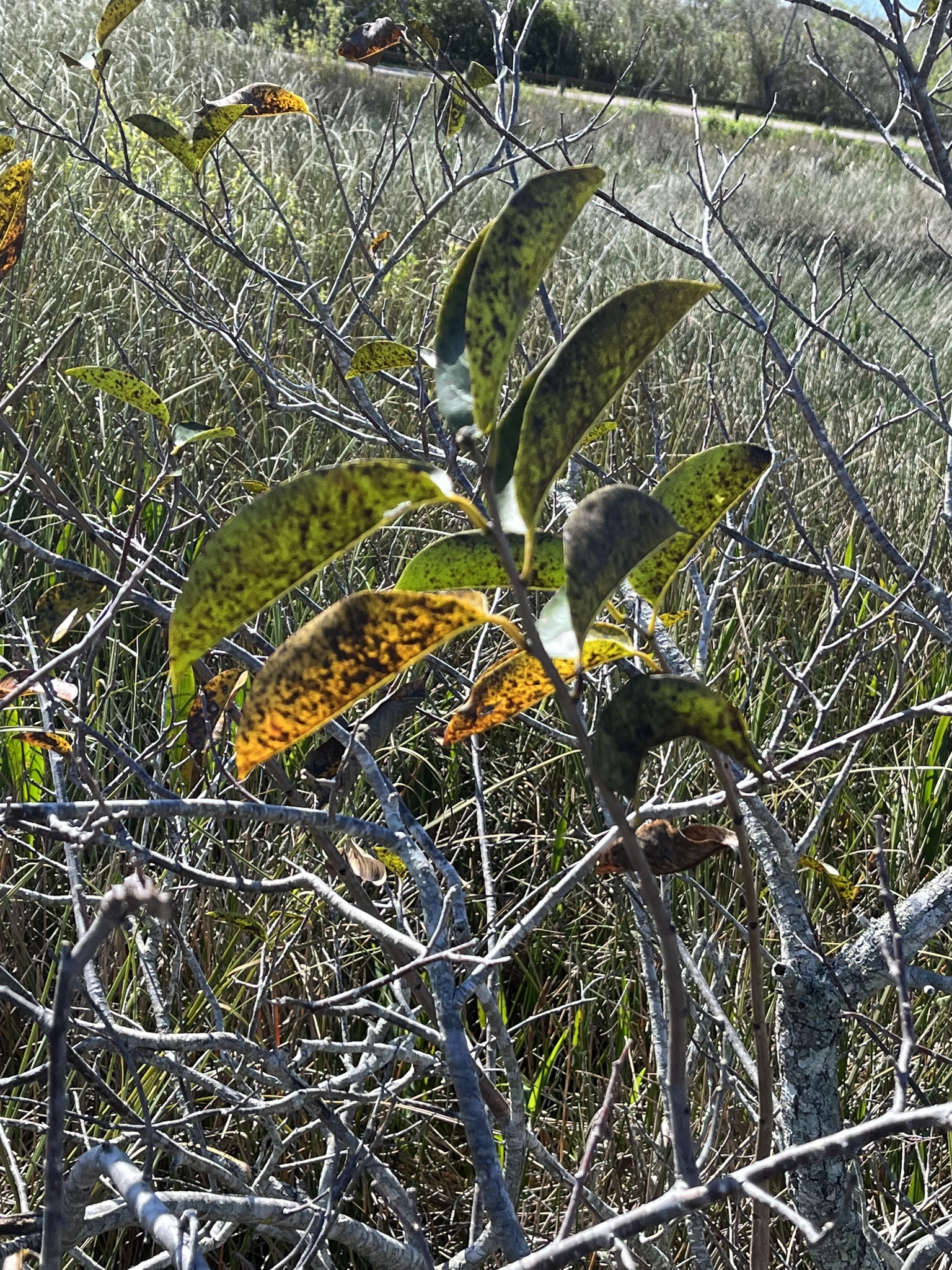 Annonaceae