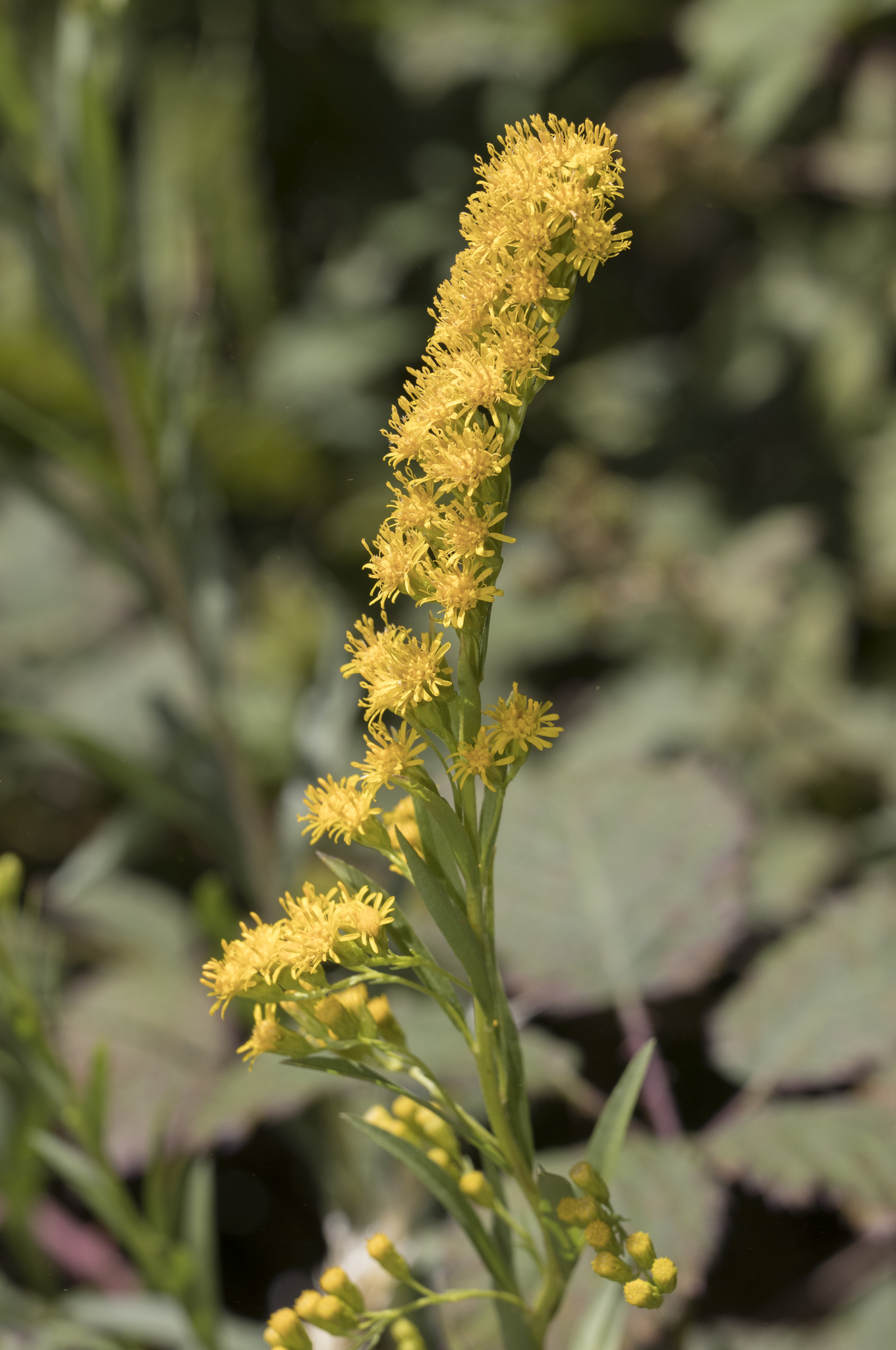 Solidago chilensis Meyen
