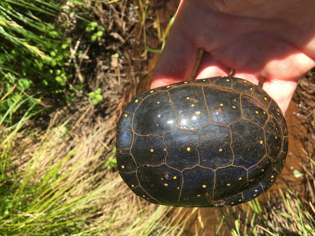 Spotted Turtle in May 2017 by smartinbiologist · iNaturalist