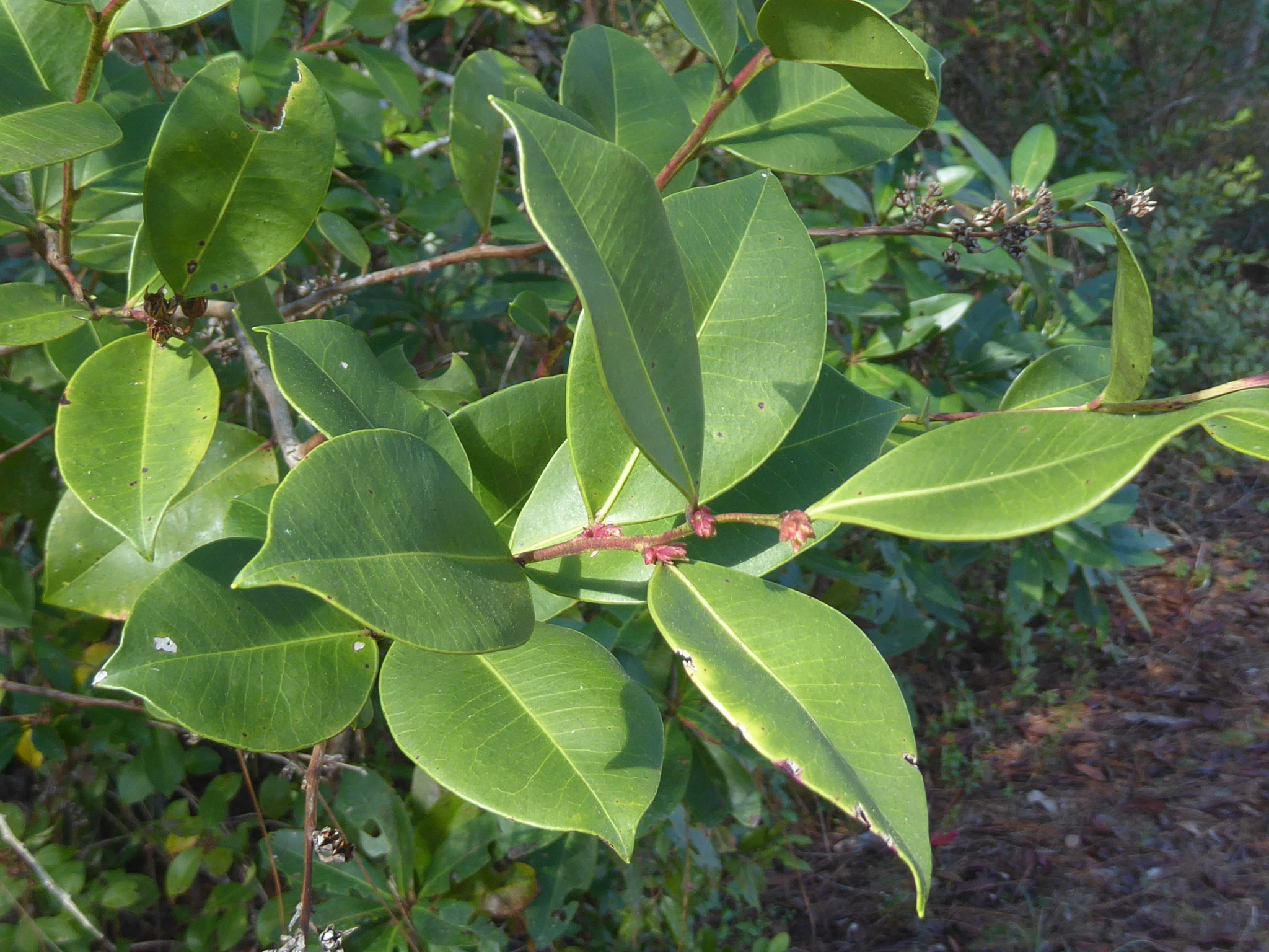Lyonia lucida (Lam.) C.Koch
