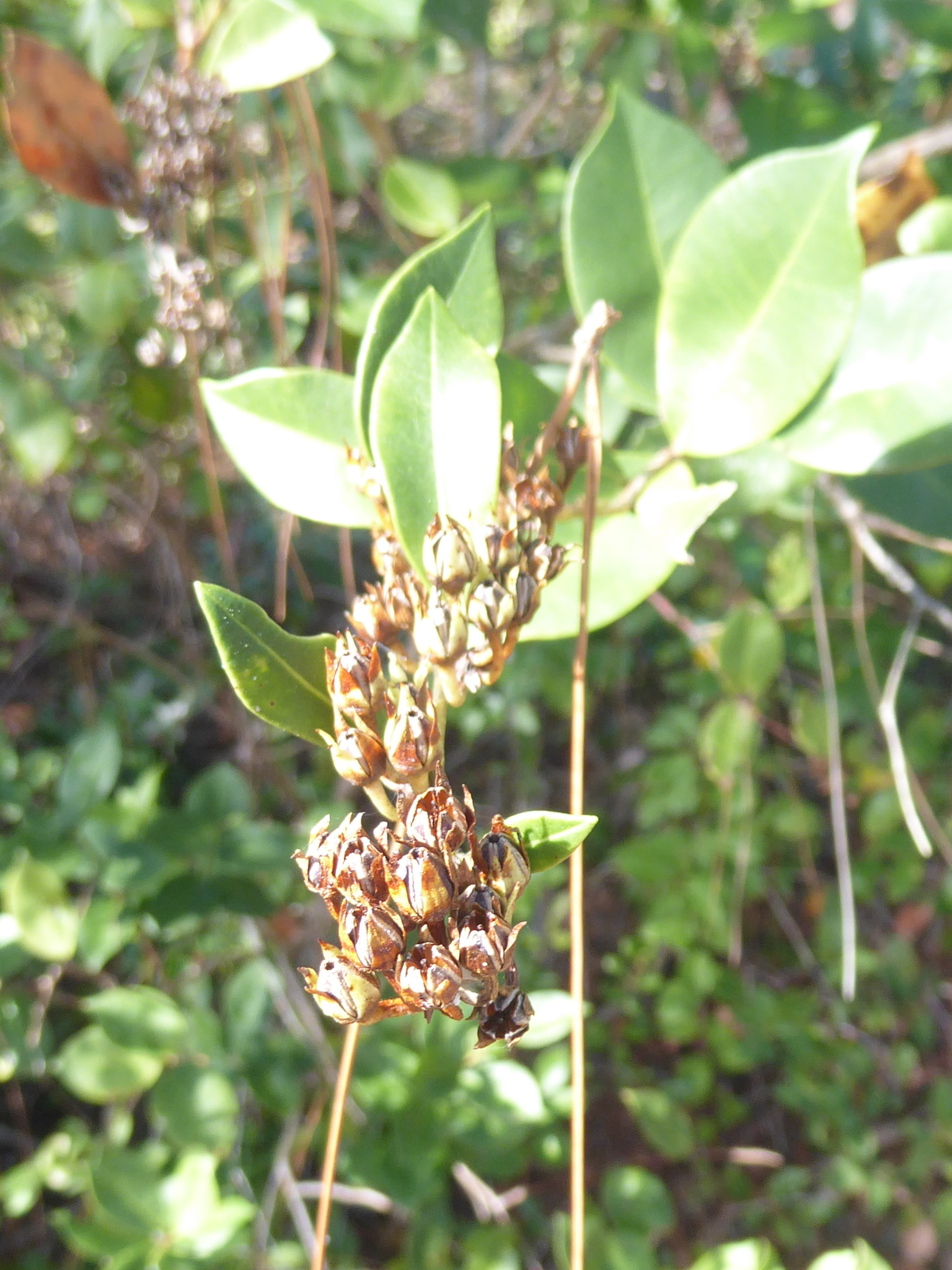 Lyonia lucida (Lam.) C.Koch
