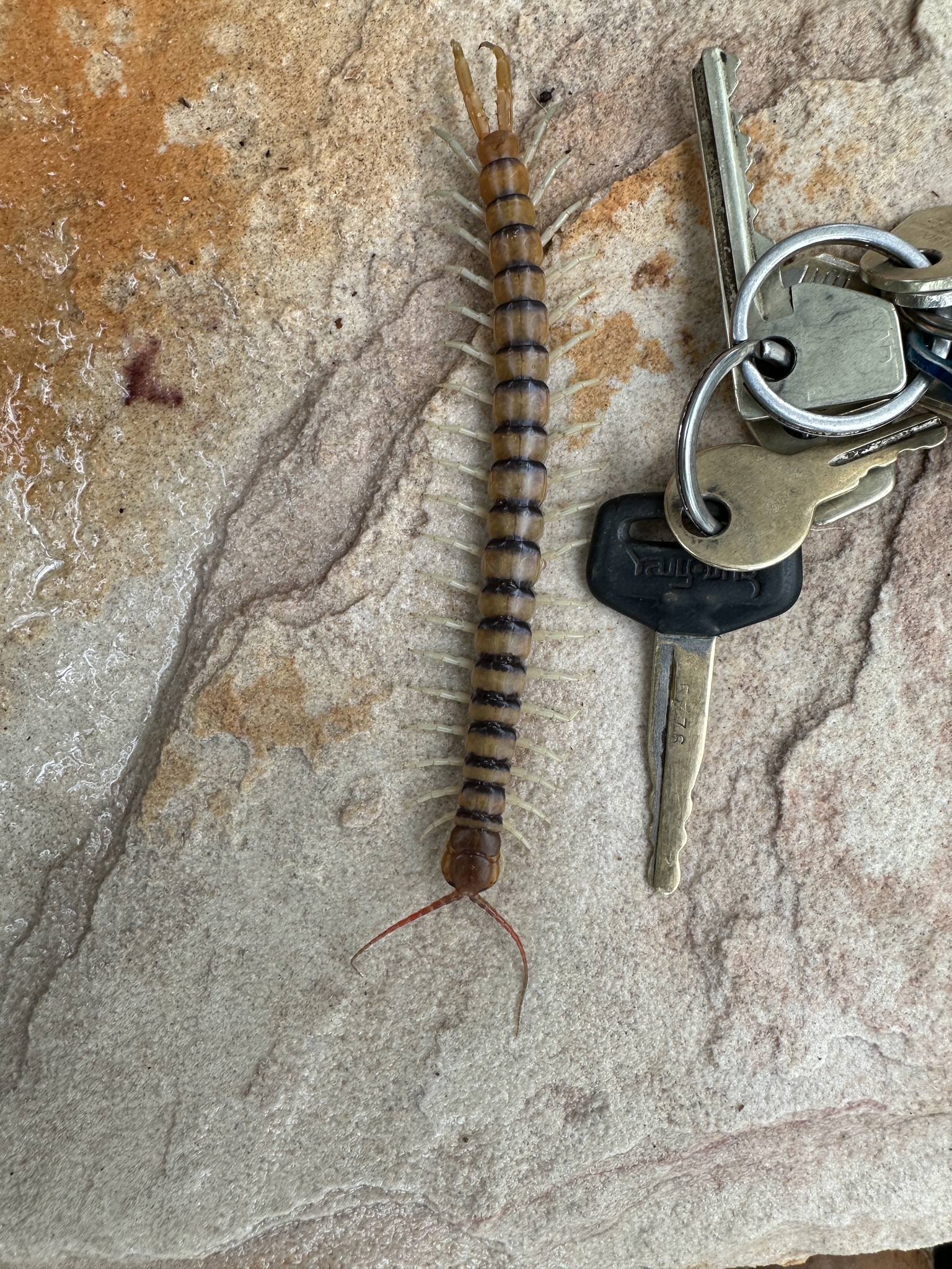 Scolopendra Linnaeus, 1758