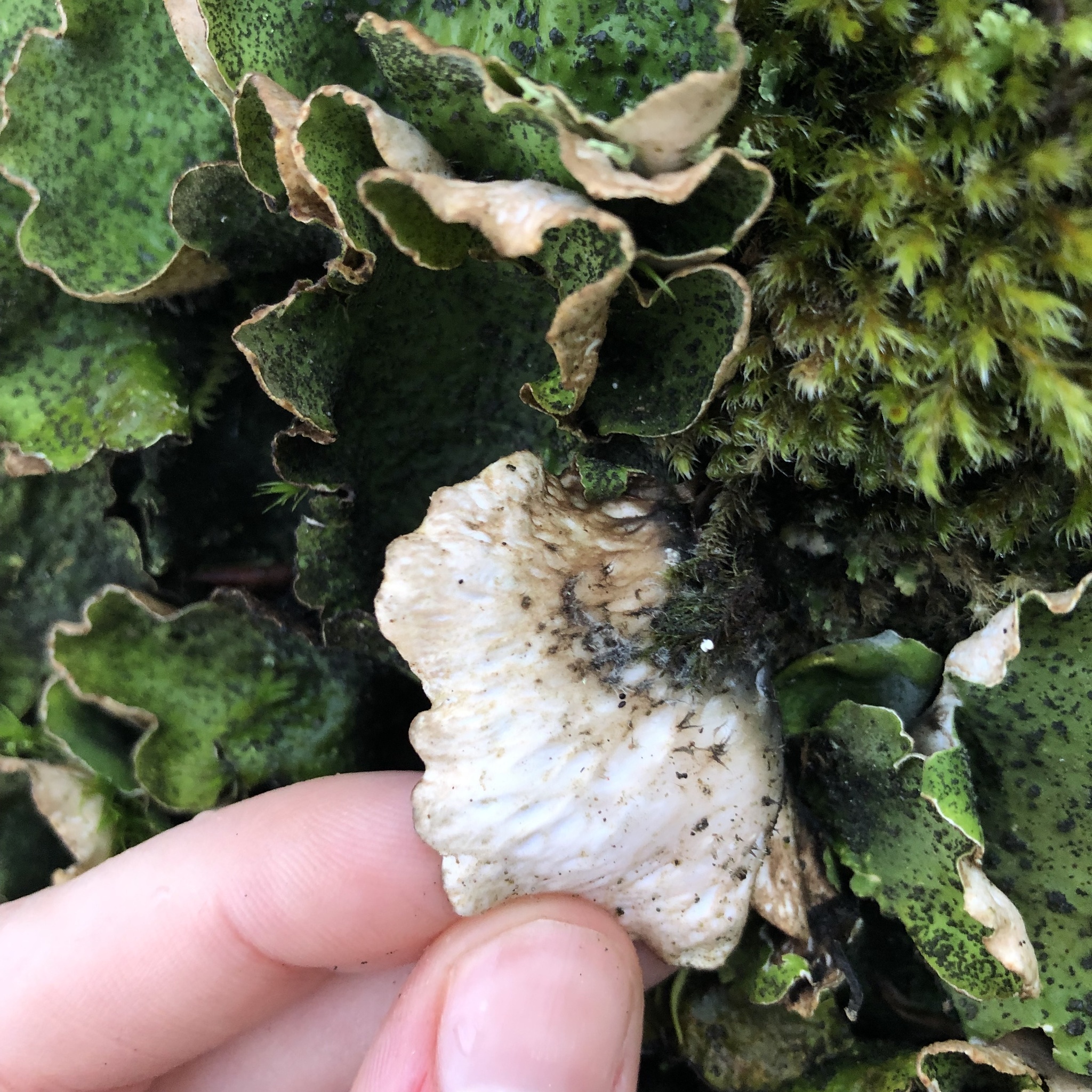 Peltigera britannica (Gyeln.) Holt.-Hartw. & Tønsberg