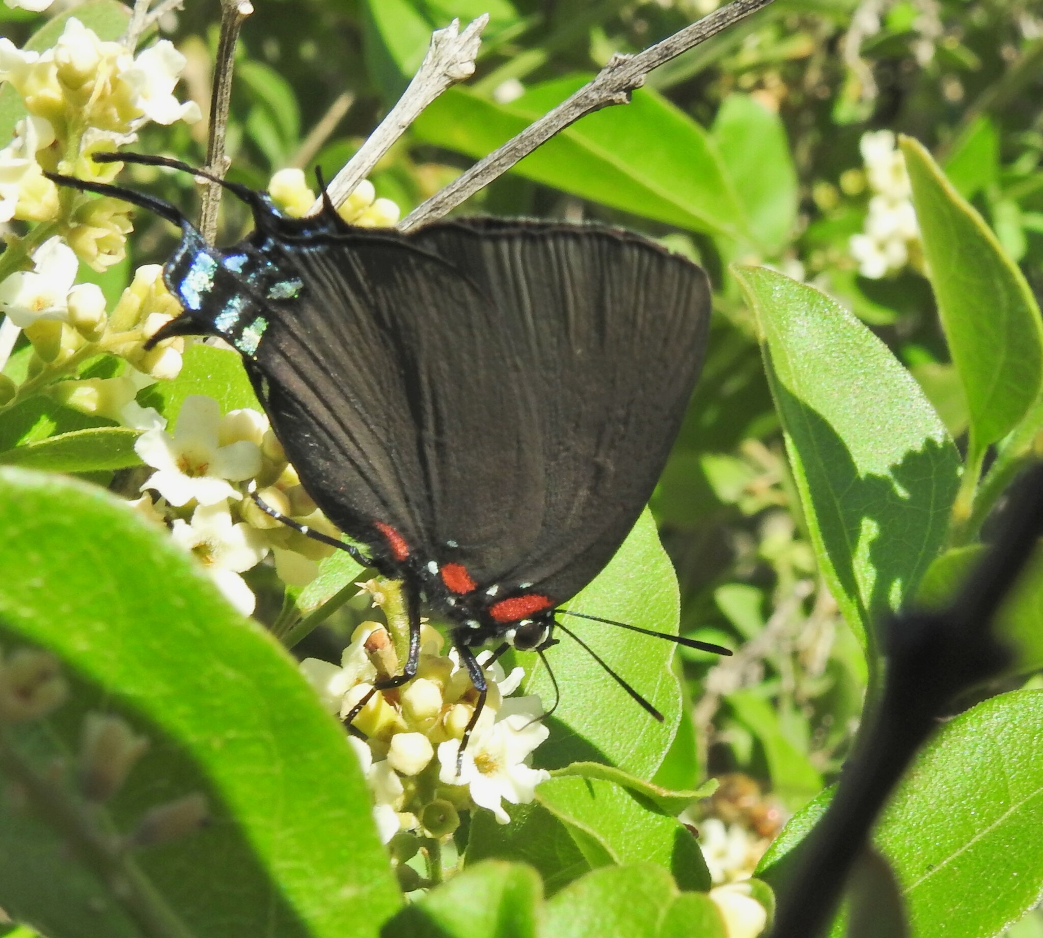 Atlides Hübner, 1819