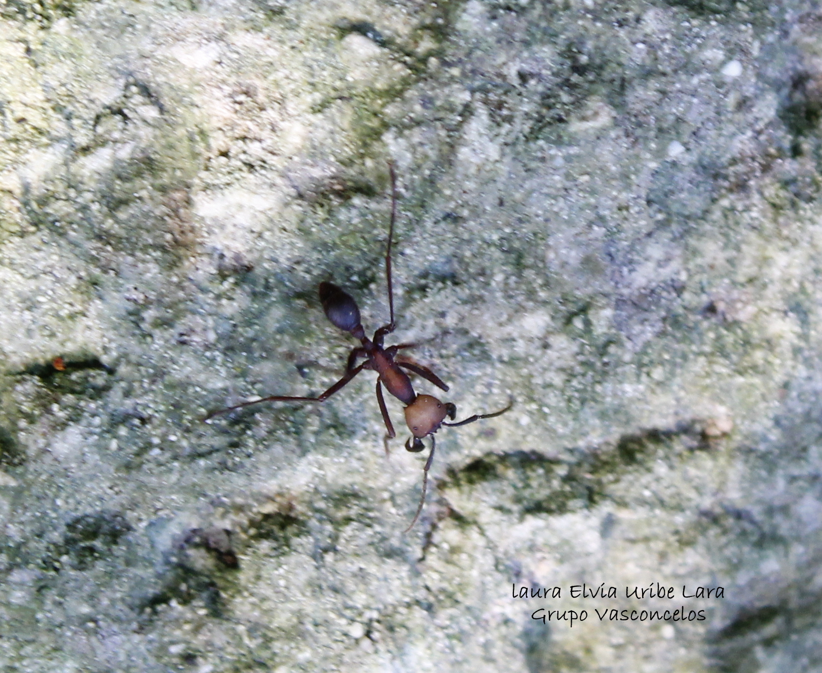 Eciton burchellii (Westwood, 1842)