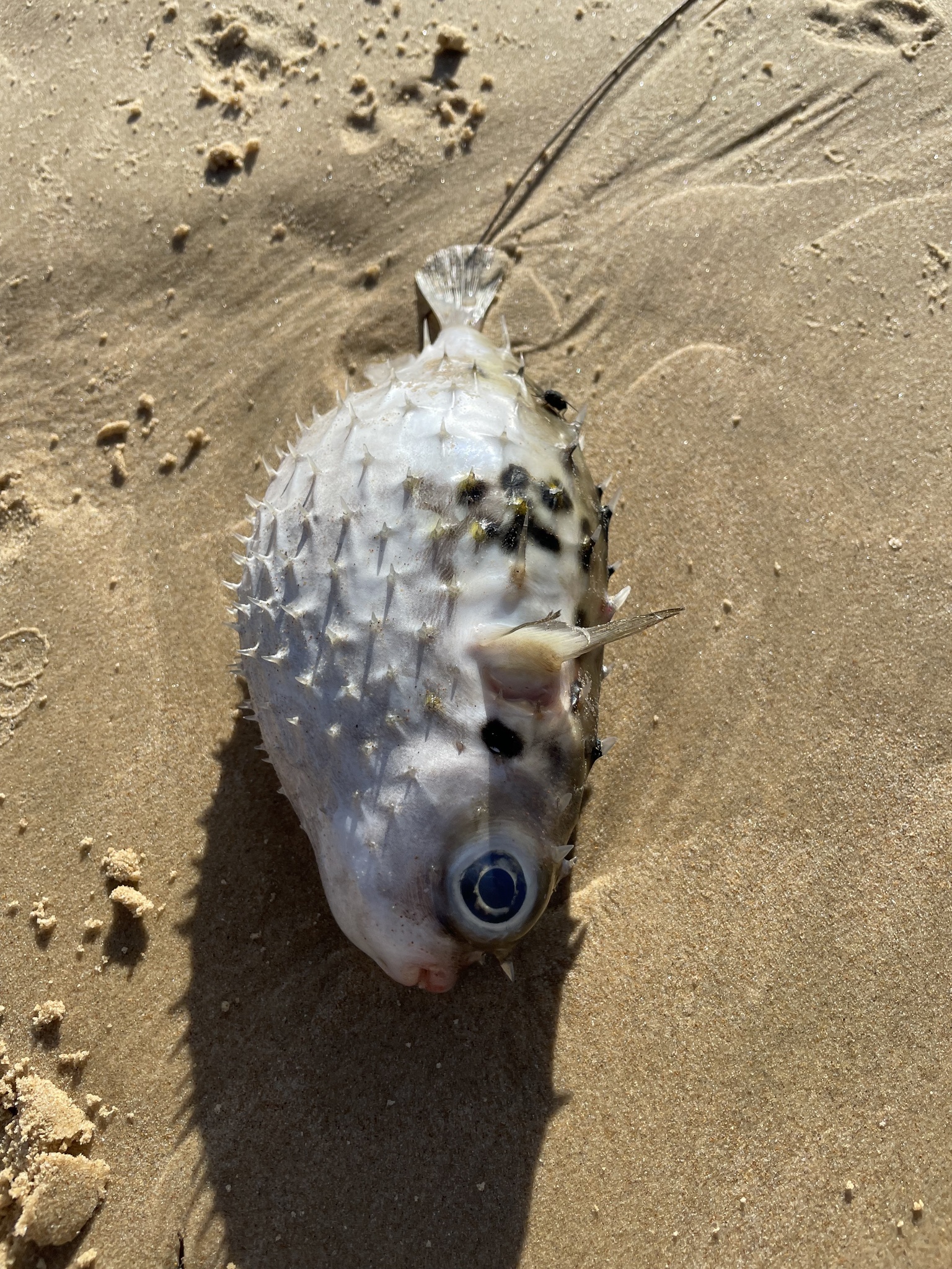 Allomycterus pilatus Whitley, 1931