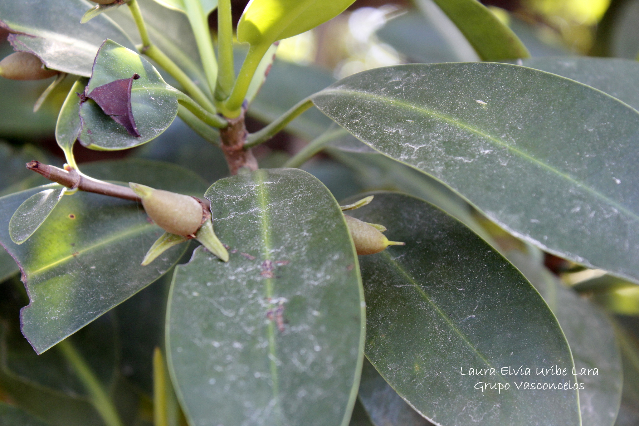 Rhizophora mangle L.