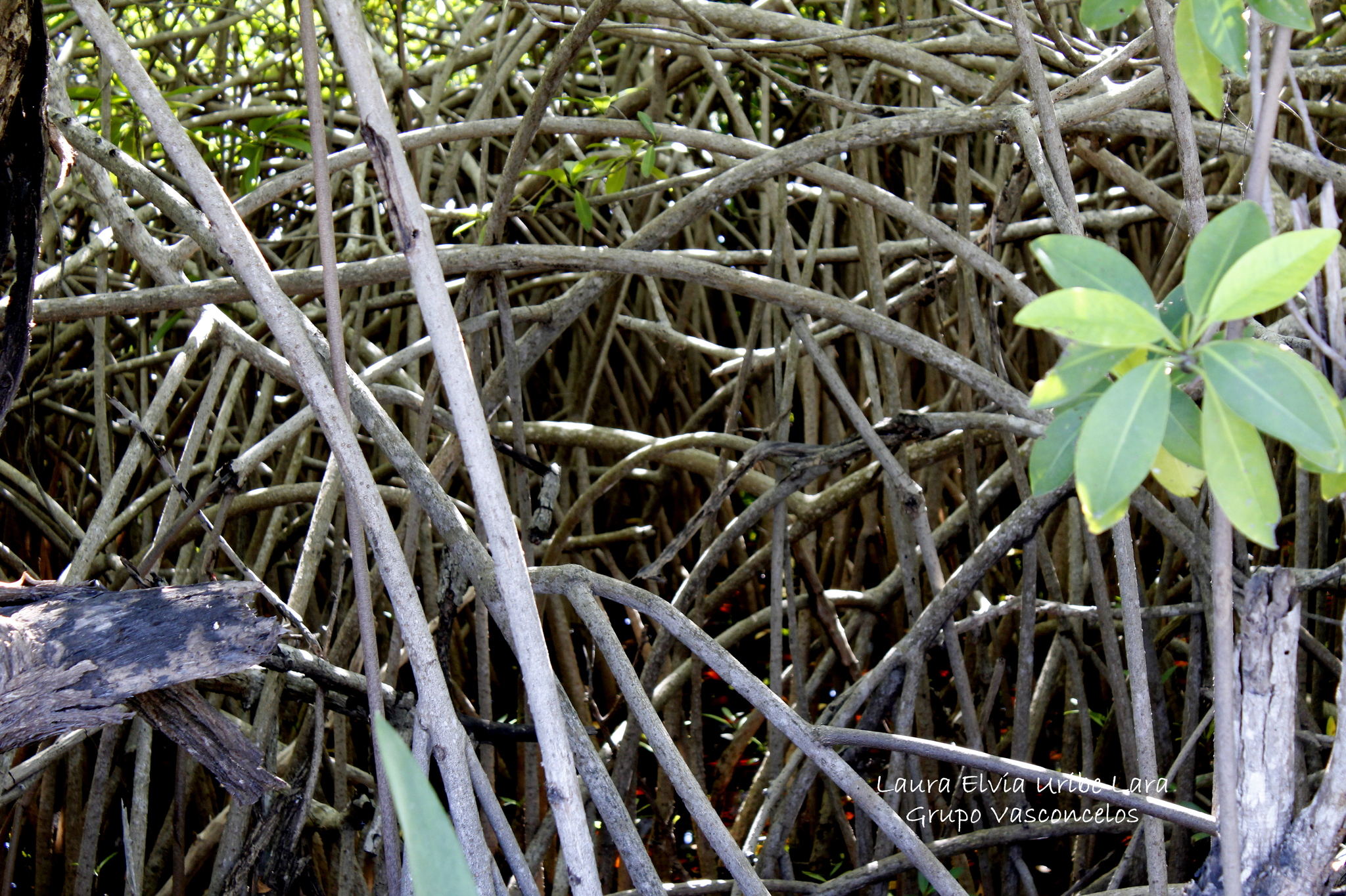 Rhizophora mangle L.