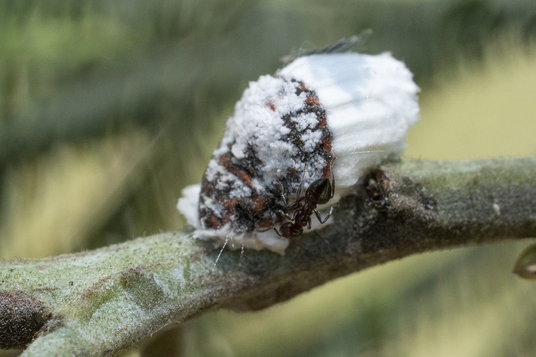 Icerya purchasi Maskell, 1879