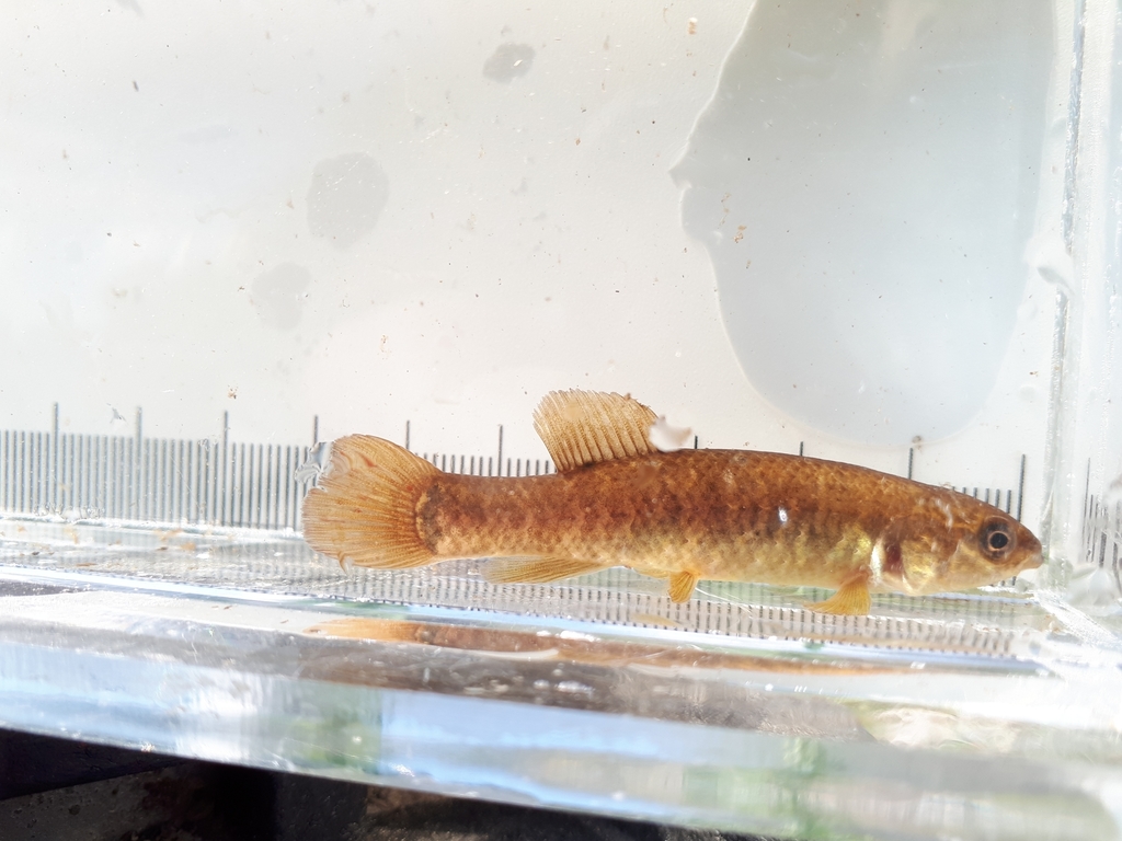 Central Mudminnow (SD Fish Passage Guide ) · iNaturalist
