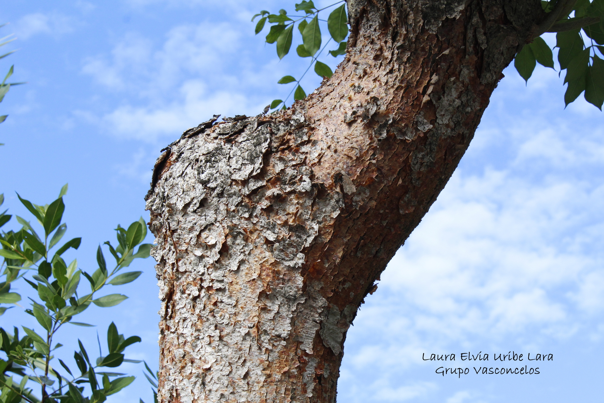 Bursera simaruba (L.) Sarg.