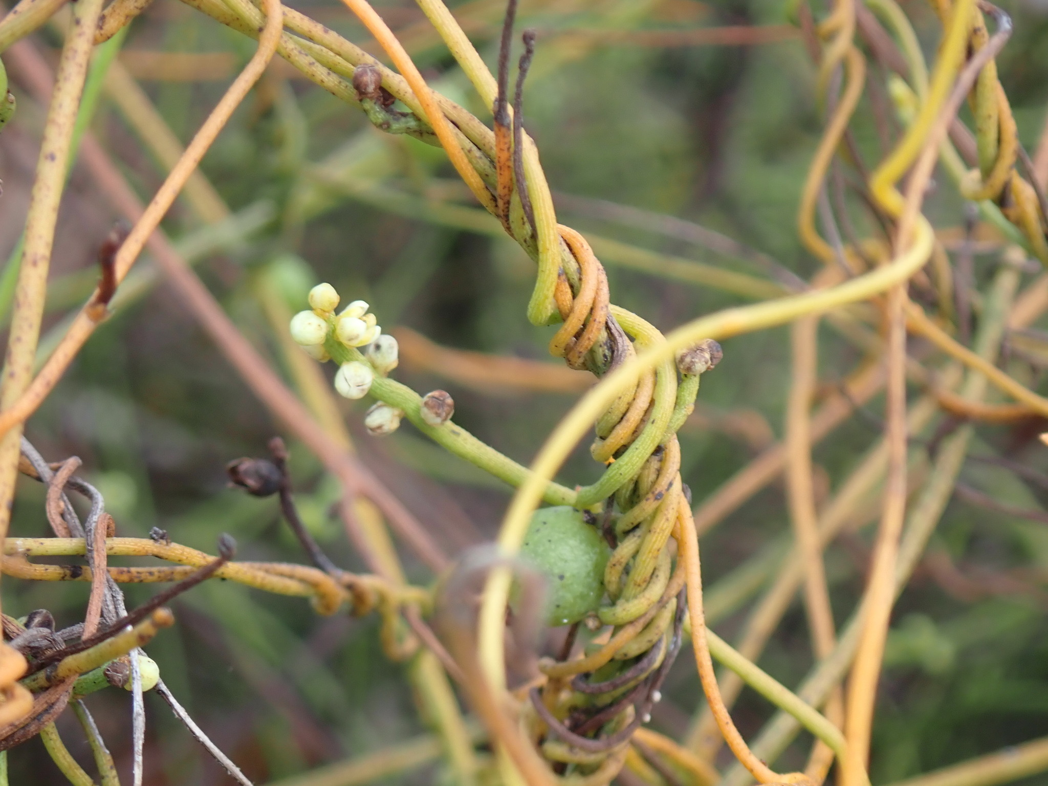 Cassytha filiformis L.