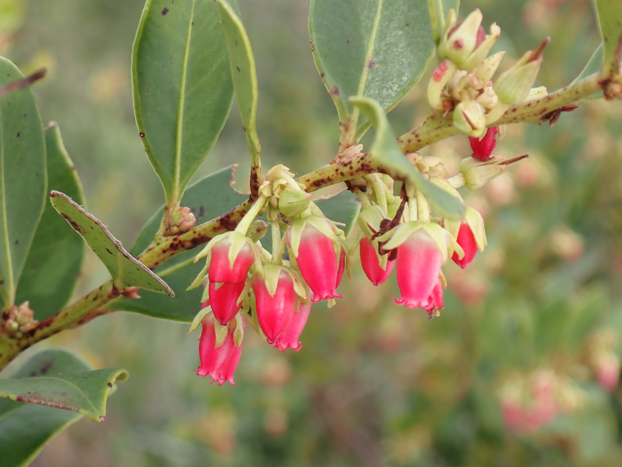 Lyonia lucida (Lam.) C.Koch