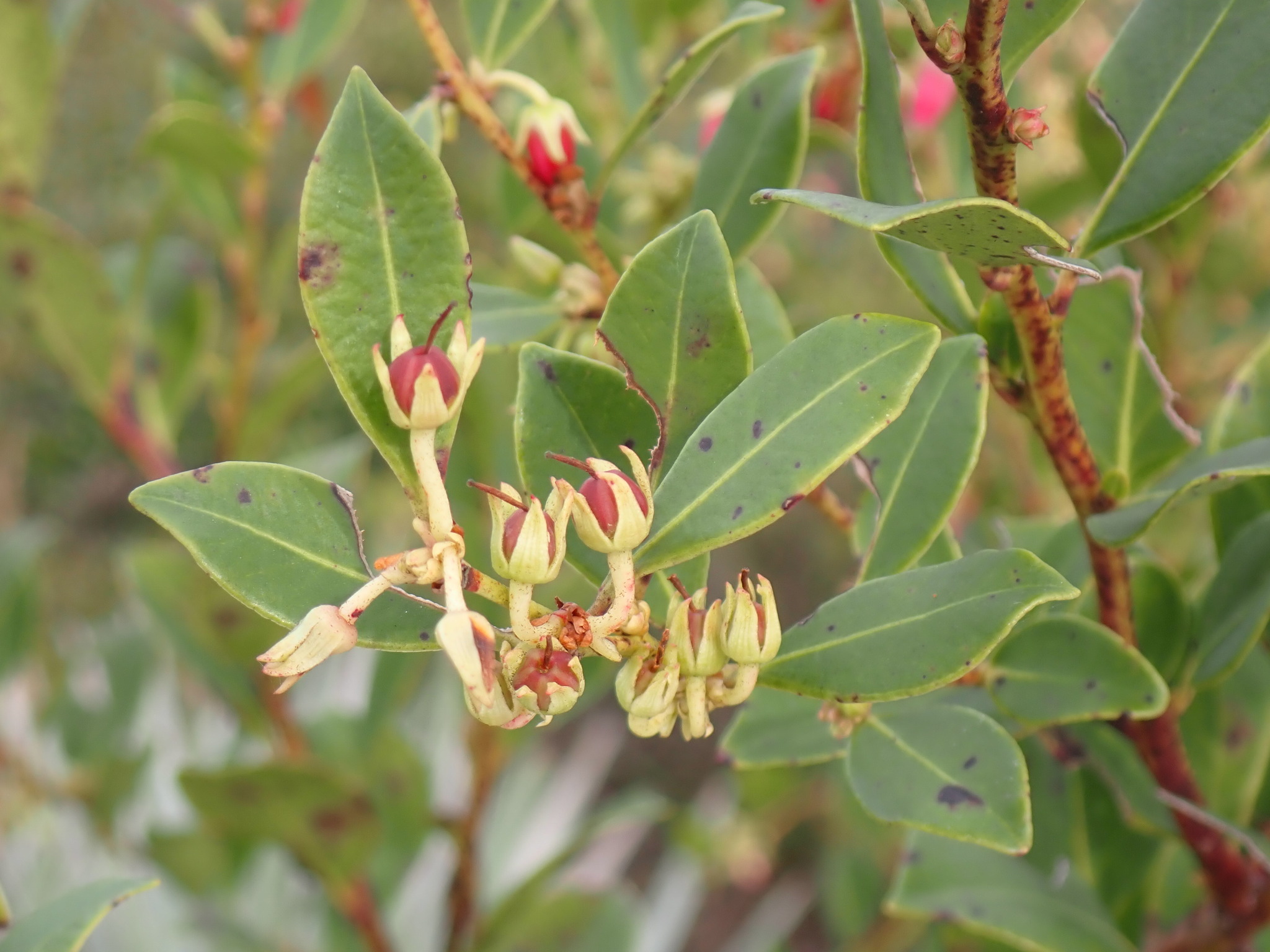Lyonia lucida (Lam.) C.Koch