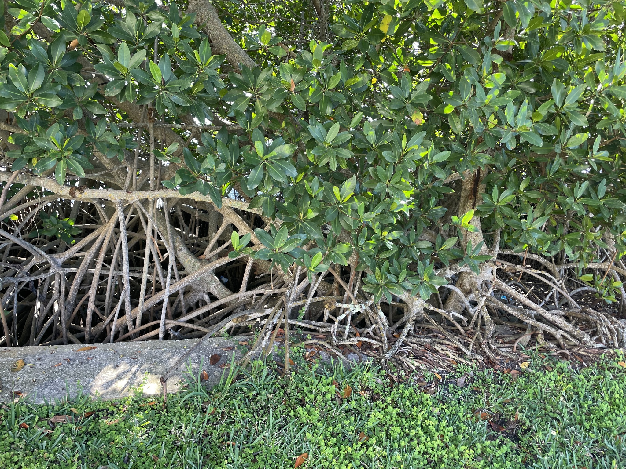 Rhizophora mangle L.