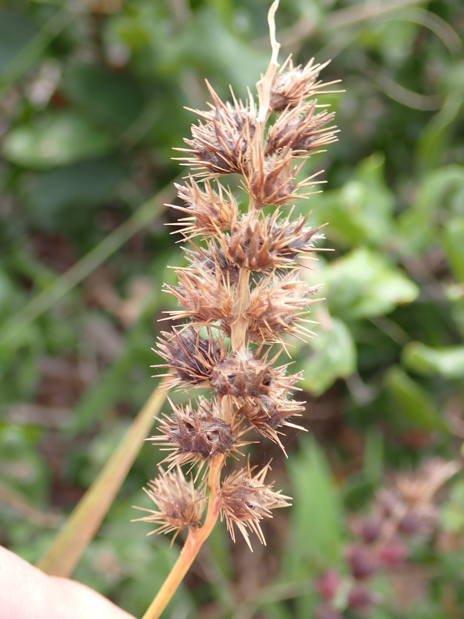 Cenchrus echinatus L.