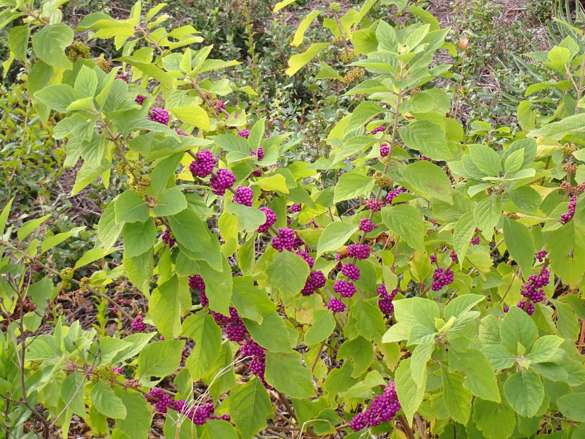 Callicarpa L.