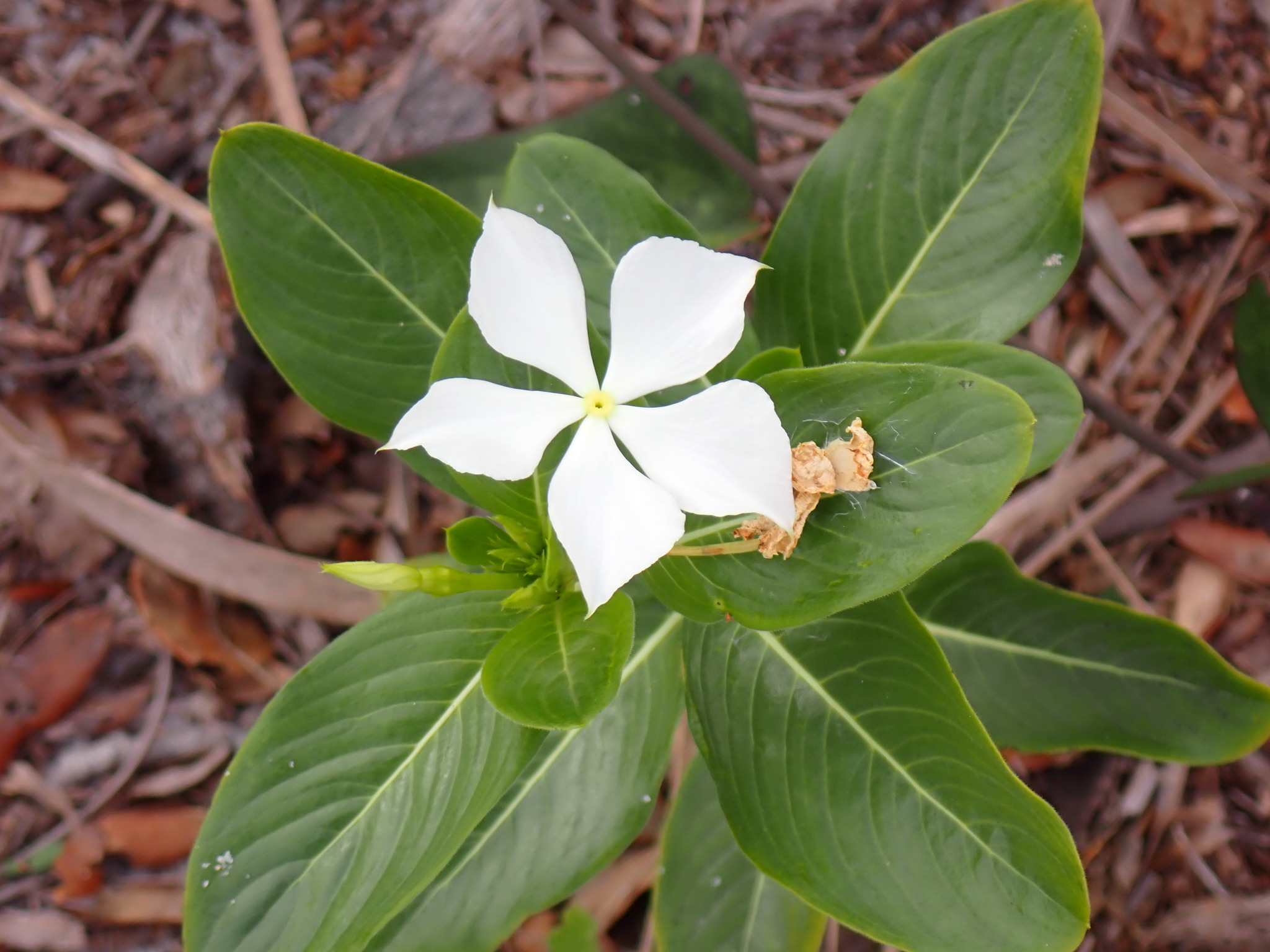 Catharanthus roseus (L.) G.Don