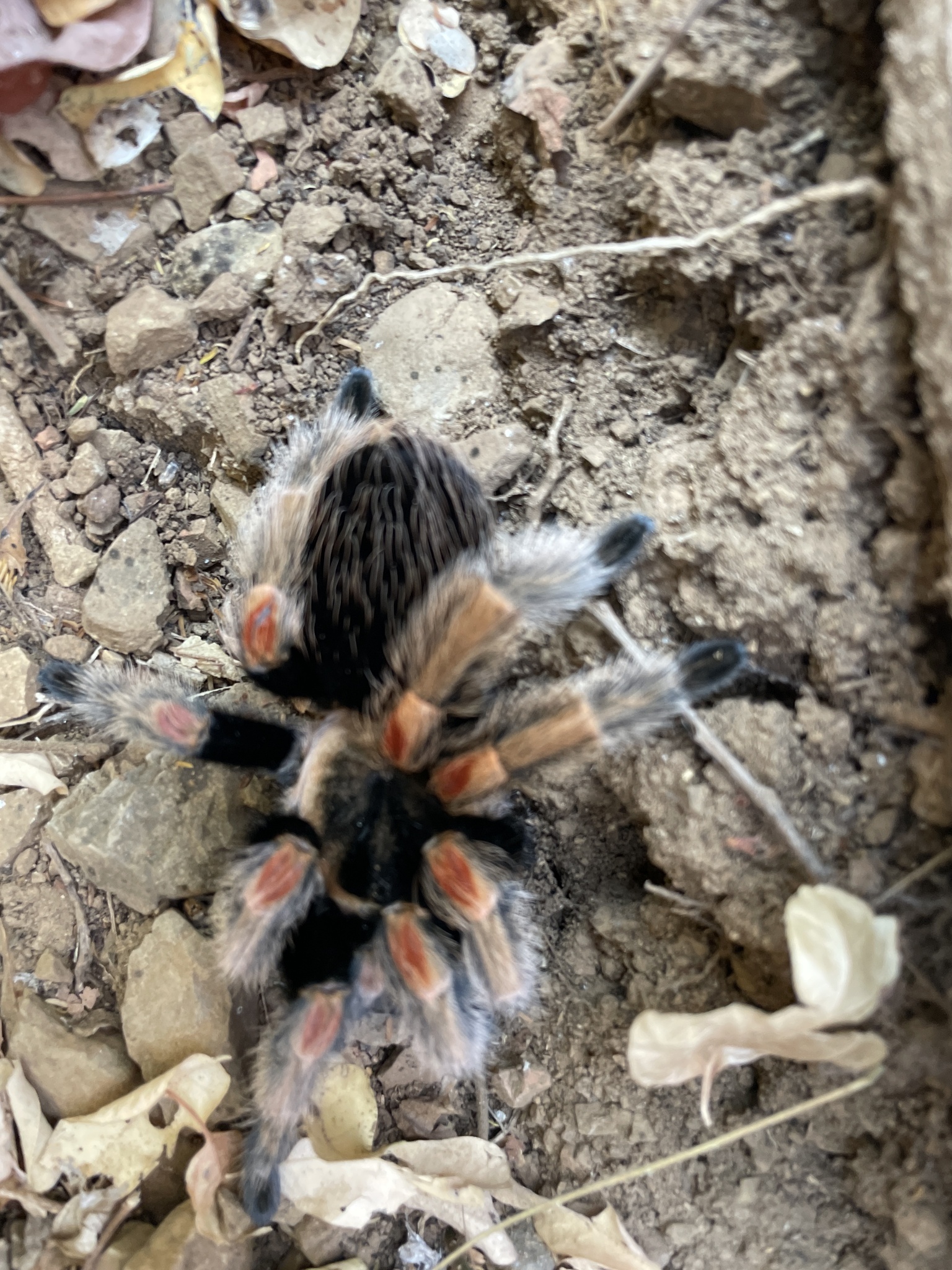 Theraphosidae