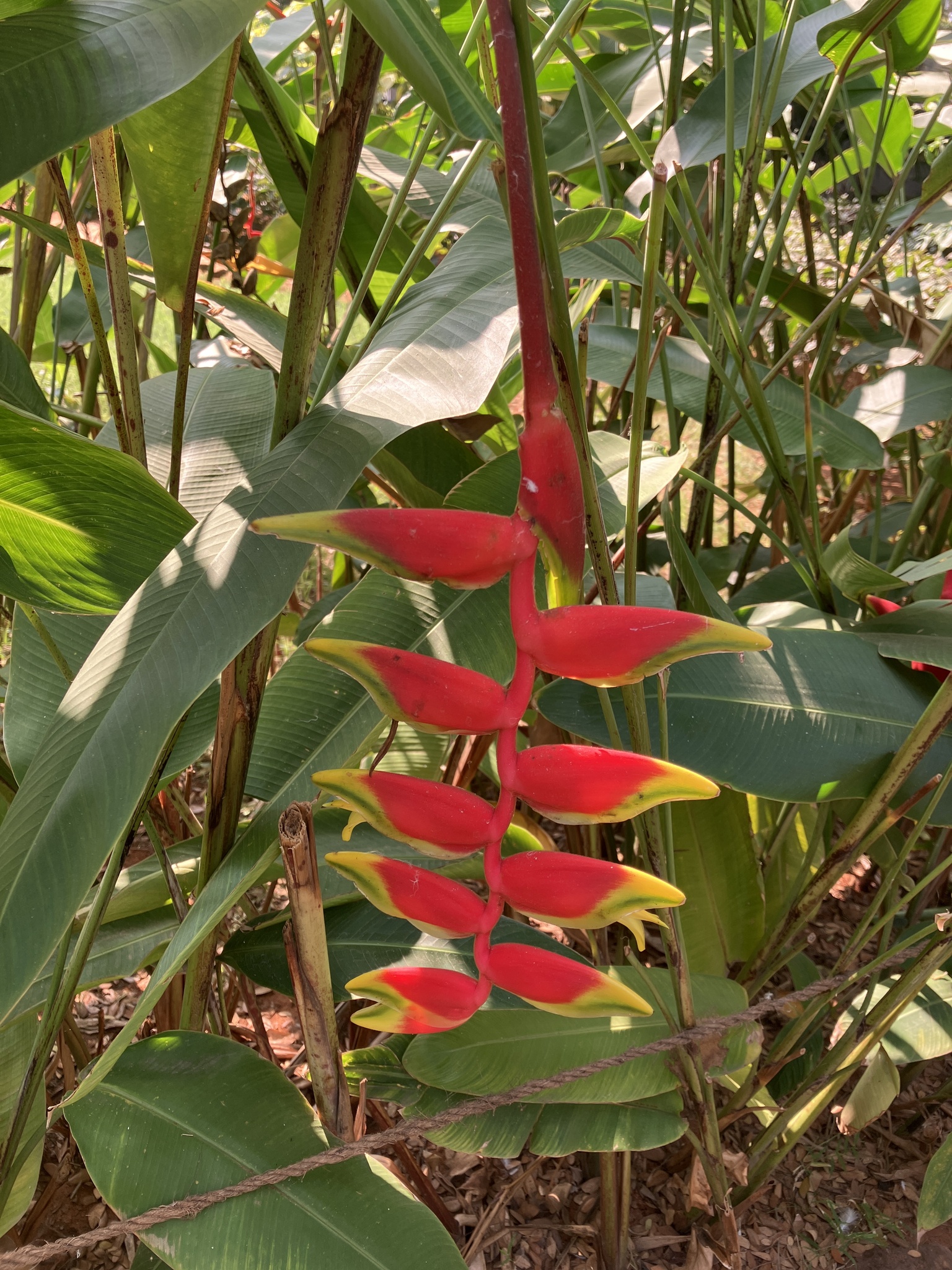 Heliconia L.