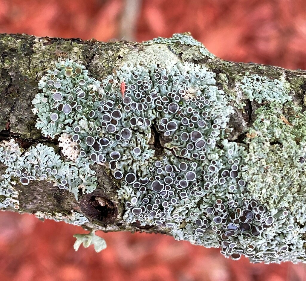 Lesser Gray Legs from Mangum St., Florence, Lauderdale Co., AL, USA on ...