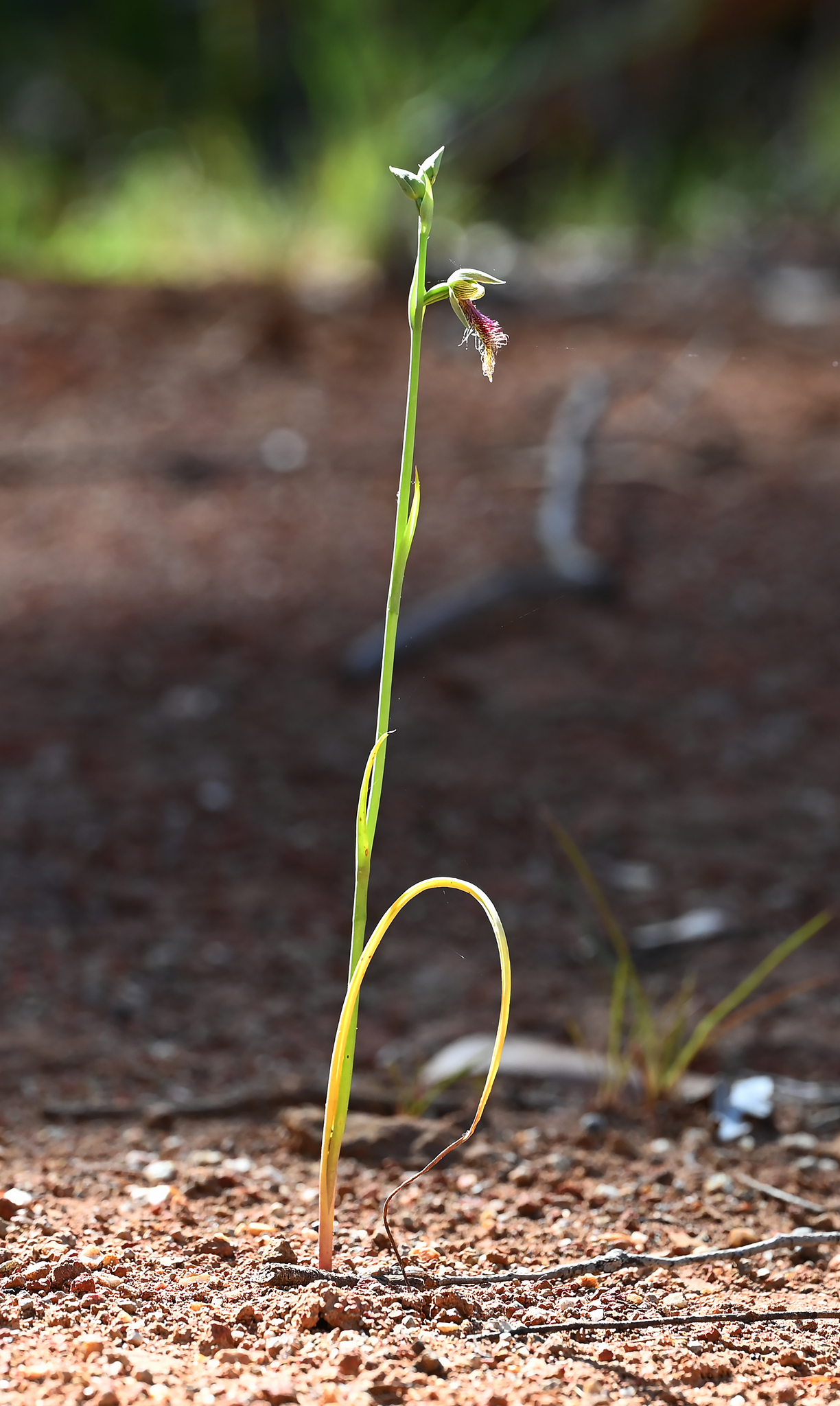 Calochilus R.Br.