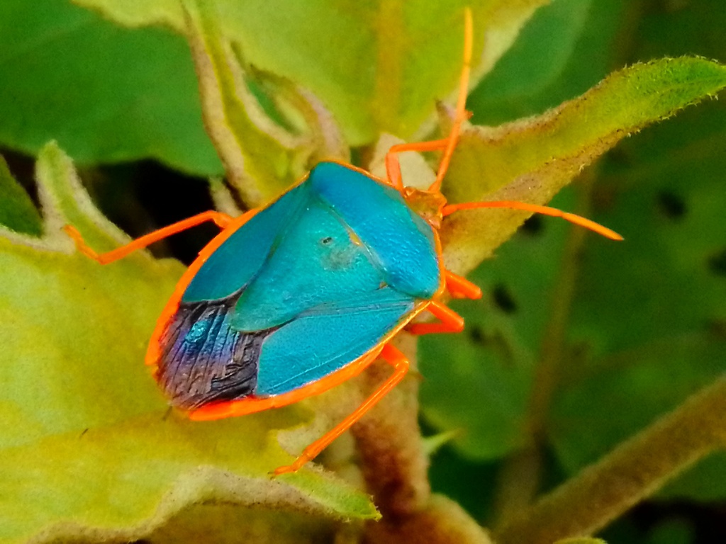 Red-bordered Stink Bug from Aquismón, S.L.P., México on December 31 ...