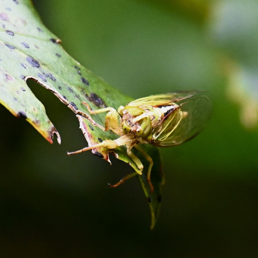 Variable Cicada from Pureora Forest Park, Pureora, Waikato, NZ on ...