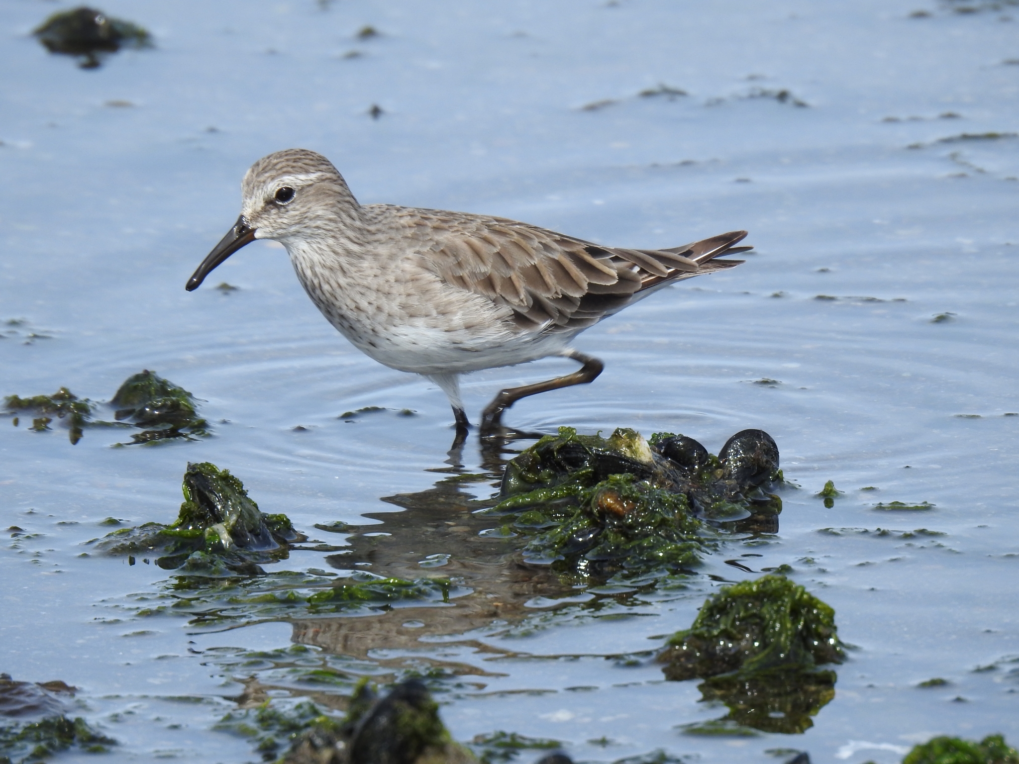Calidris fuscicollis (Vieillot, 1819)