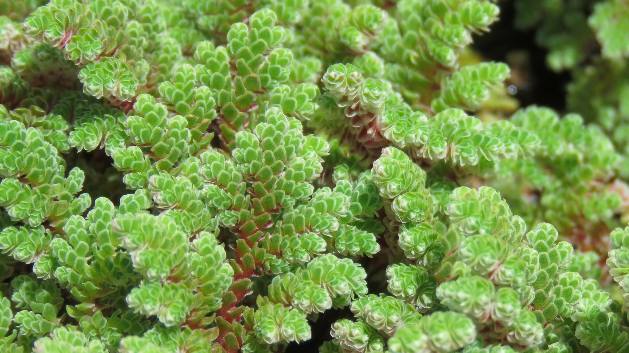 Azolla filiculoides Lam.