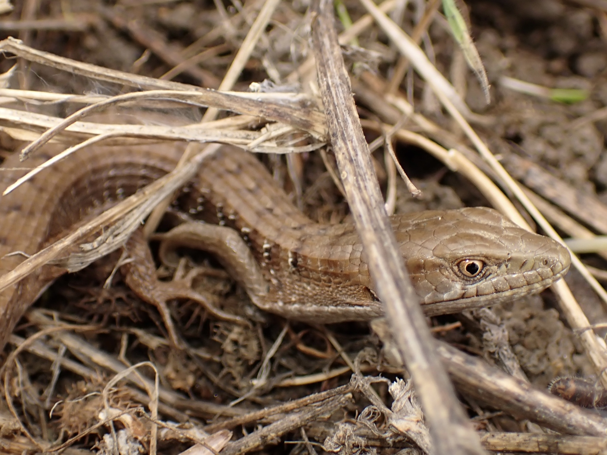 Elgaria multicarinata (Blainville, 1835)