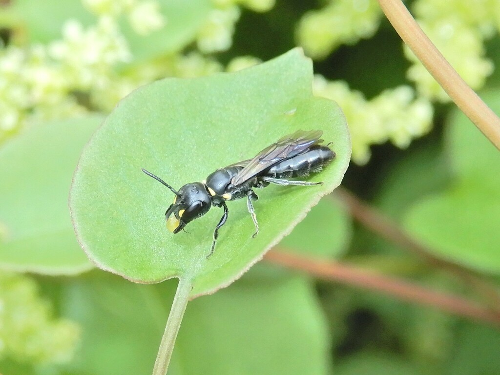 Maori Masked Bee from Mangaweka, New Zealand on January 8, 2023 at 03: ...