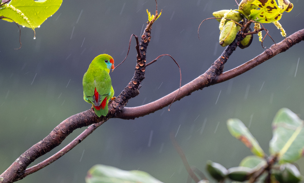 Philippine Hanging-Parrot (Loriculus philippensis) - Avian Discovery