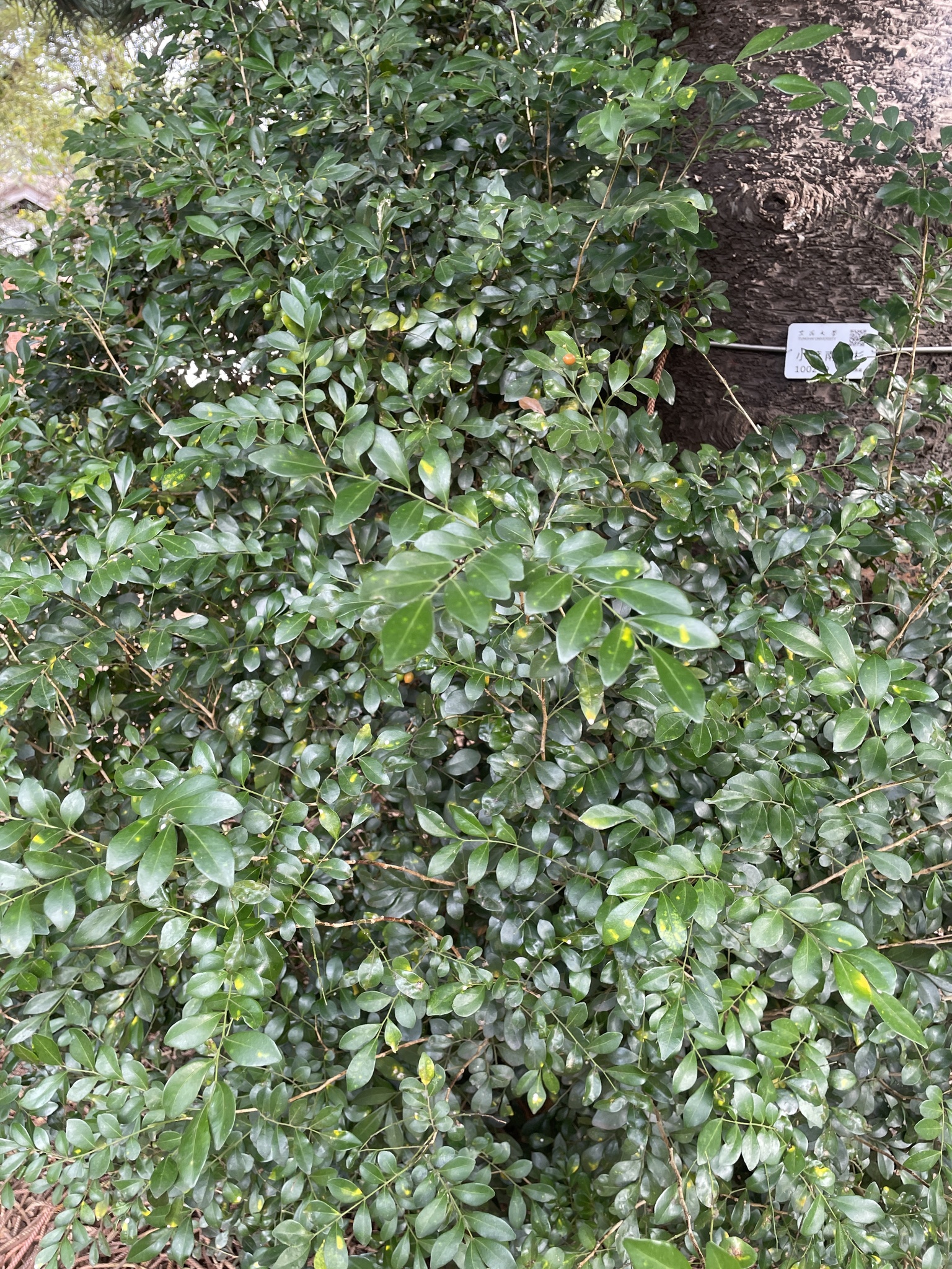 Murraya paniculata (L.) Jacq.