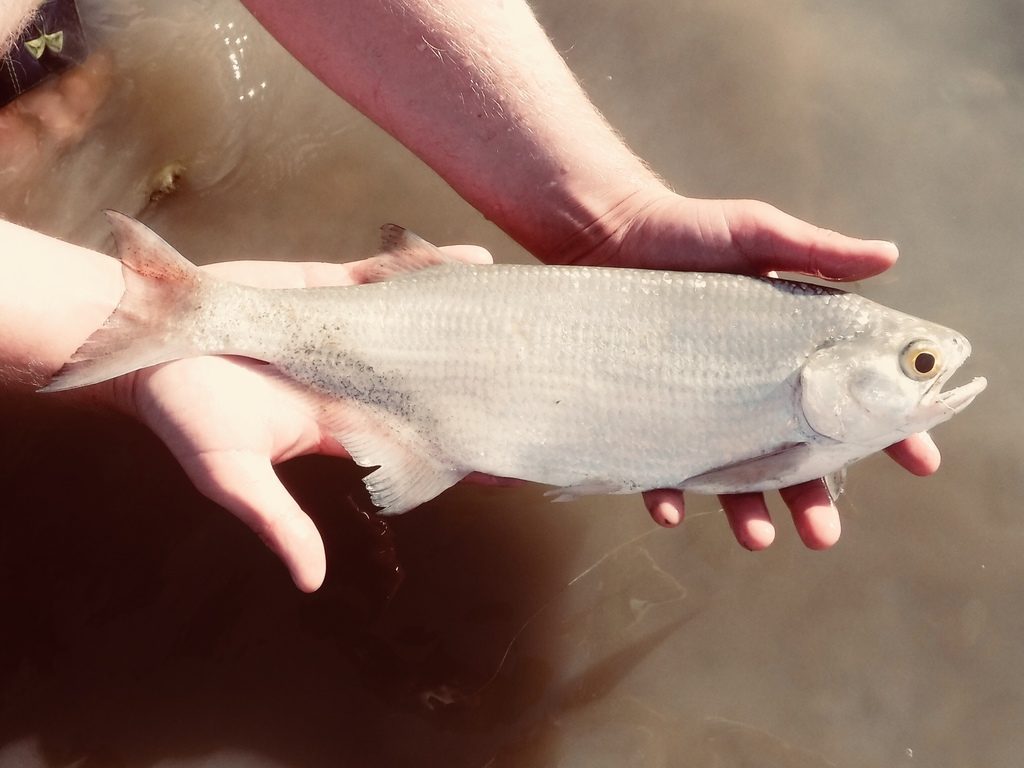 Mooneyes (Hiodontiformes) - Marine Life Identification