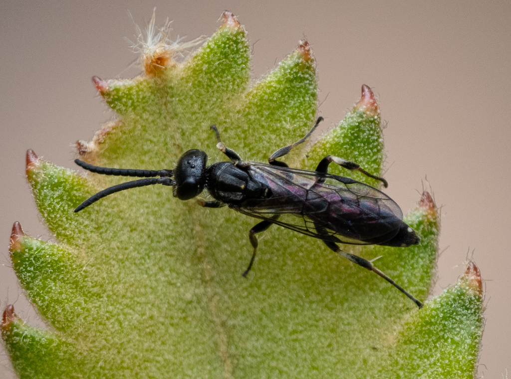 Cockroach Wasps from Wonboyn NSW 2551, Australia on January 10, 2023 at ...