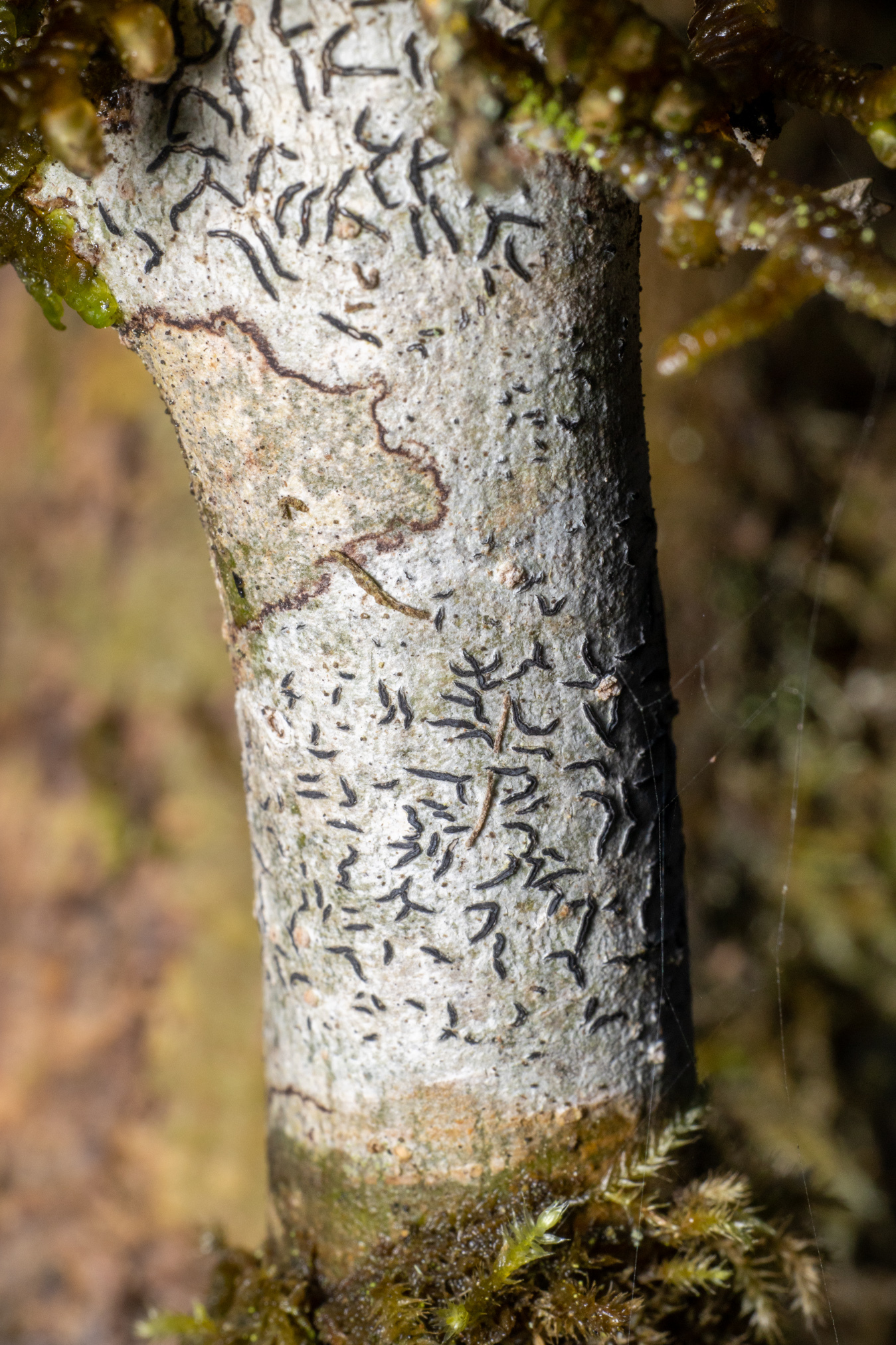 Graphis scripta (L.) Ach.